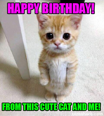 Sad Birthday Cat Memes