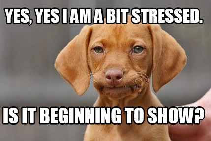 Stressed Animal Meme