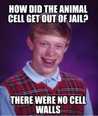 Animal Cell Memes Dogs Running On Empty Brain Cells 🤣🐶 NEW Funny