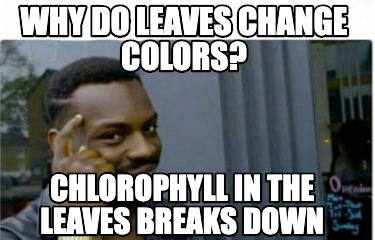 Meme Creator - Funny Why do leaves change colors? Chlorophyll in the ...