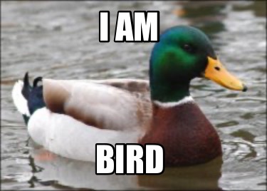 Meme Creator - Funny I am Bird Meme Generator at MemeCreator.org!